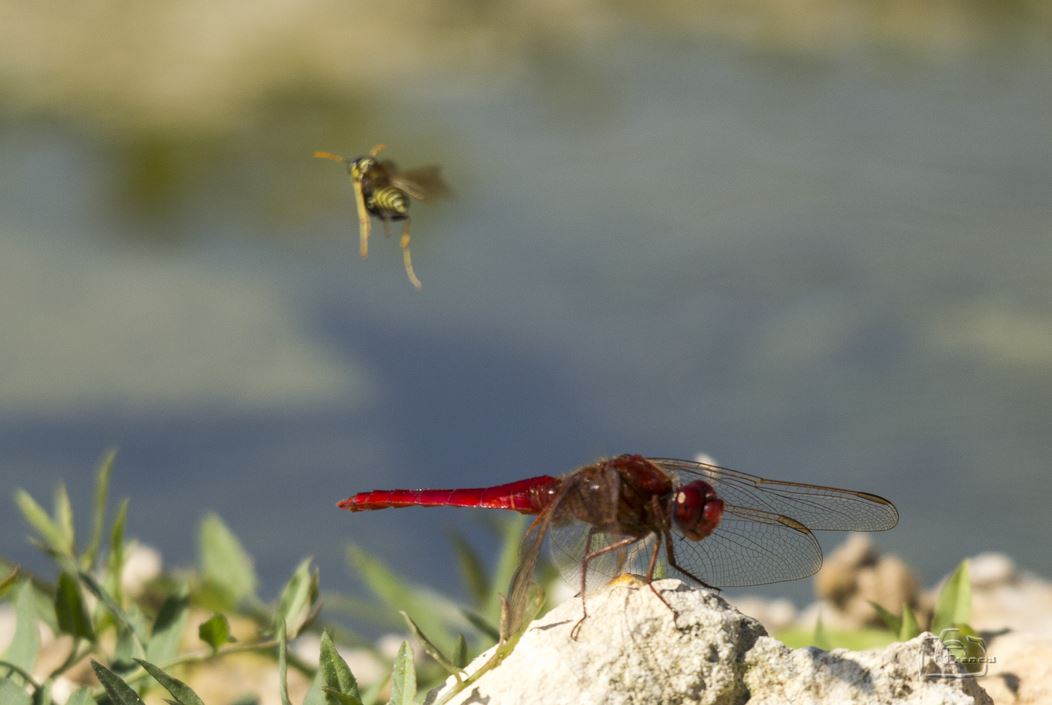 Vive, que no es poco.: Libélula roja - Sympetrum sanguineum