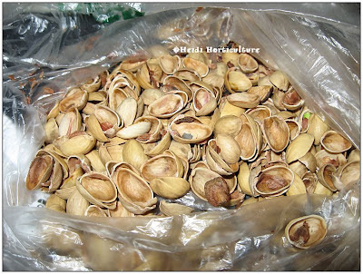 Heidi Horticulture: Pistachio Shells for Compost