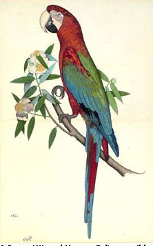 Salix Babylonica #1.The Bird