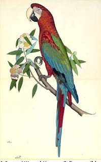 Salix Babylonica #1.The Bird