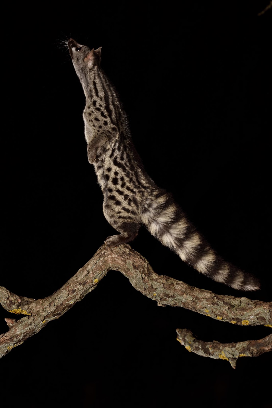 PHOTONATURE: Jineta (Genetta genetta)