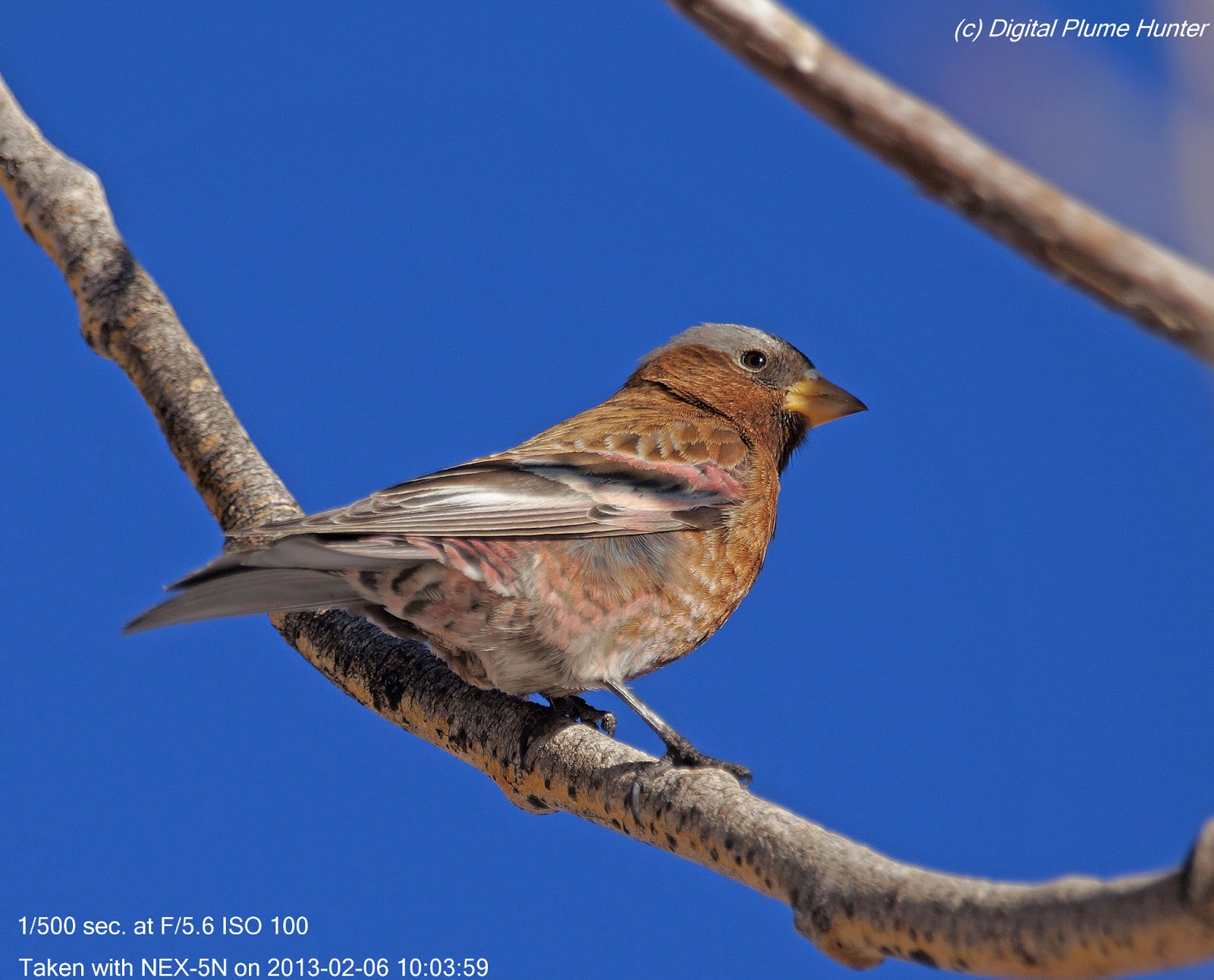 Hunting Digital Plumes in the US and Beyond: A Trifecta of Rosy Finches