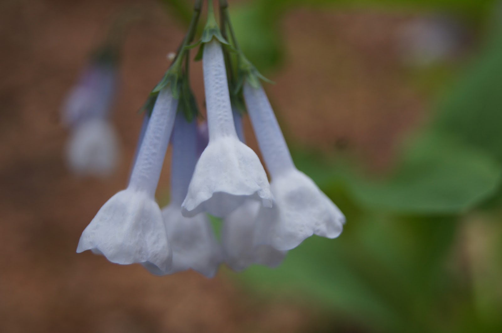 Things with Wings: New England Wildflower Society Garden in the Woods ...