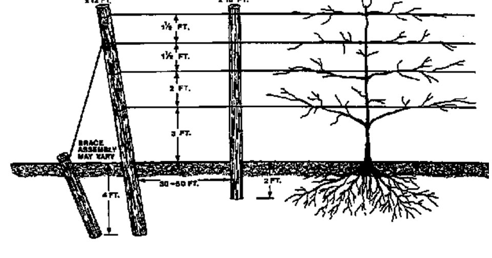 Farmers Club: Apple Tree:Training Systems in Intensive Apple ...