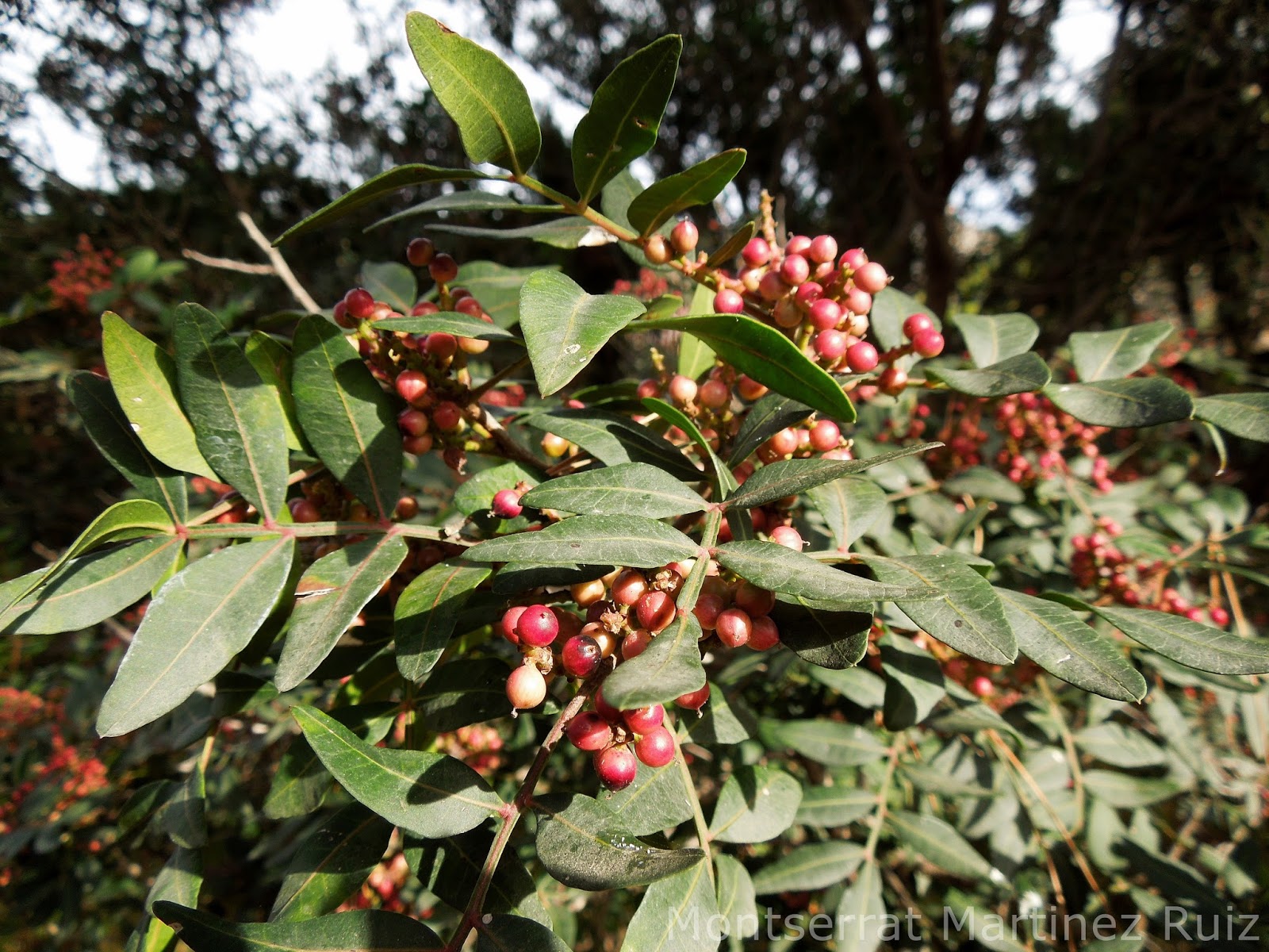 PISTACIA LENTISCUS - BOTÀNIC SERRAT