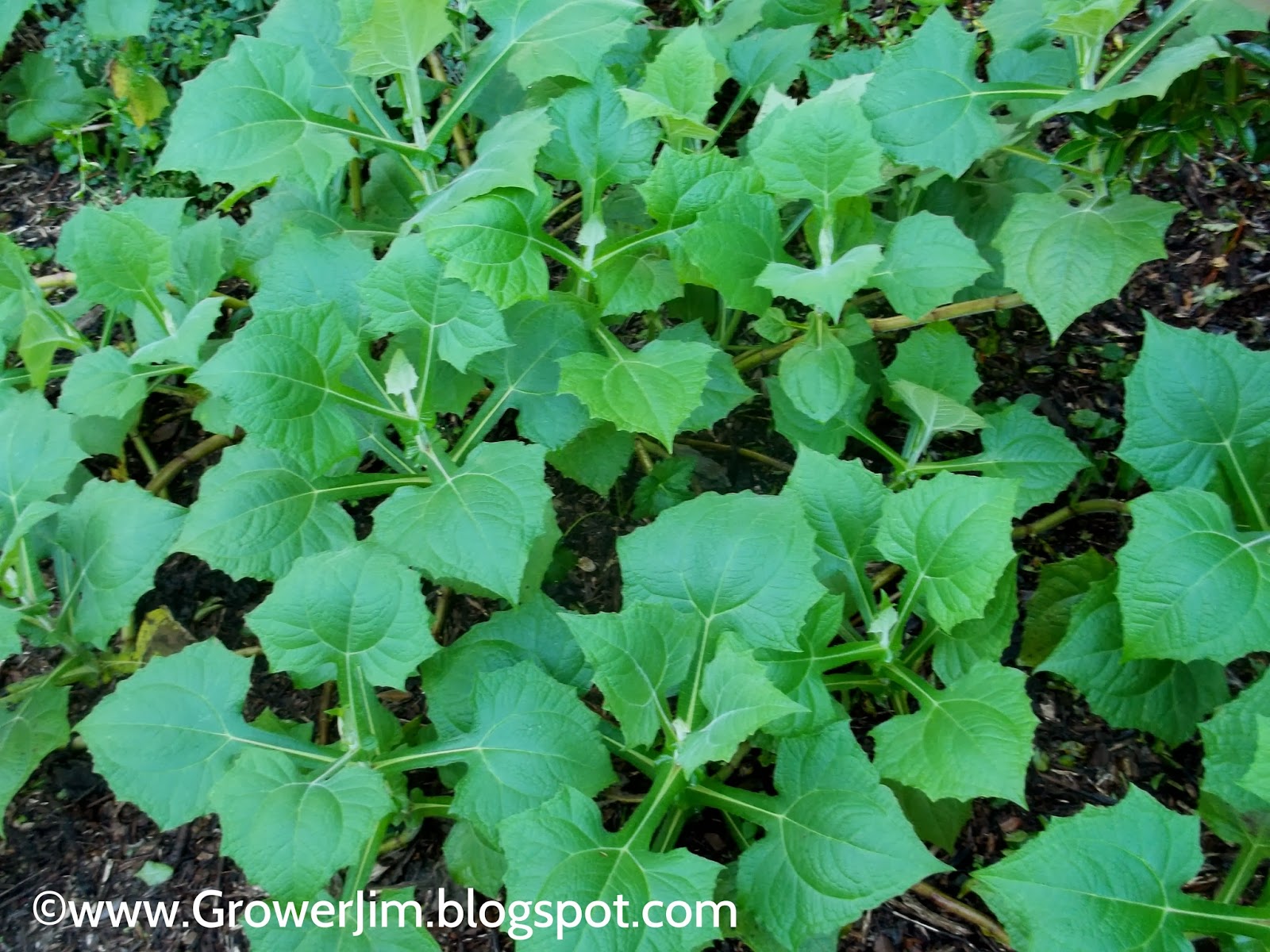 Garden Adventures: Yacon (Smallanthus sonchifolius)