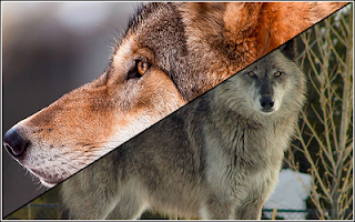 Difference Between North American and European Wolves ~ Wolf Look Alikes