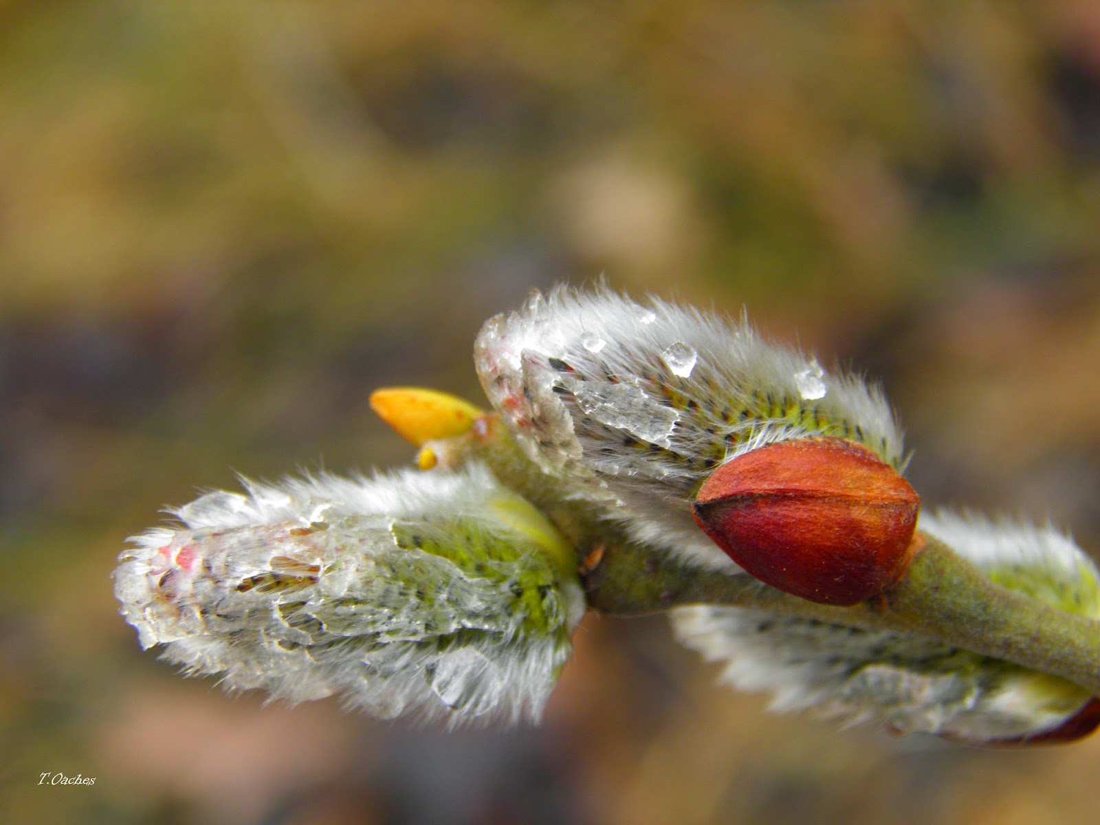 PASARI DIN ROMANIA: SOIM CALATOR, Falco peregrinus