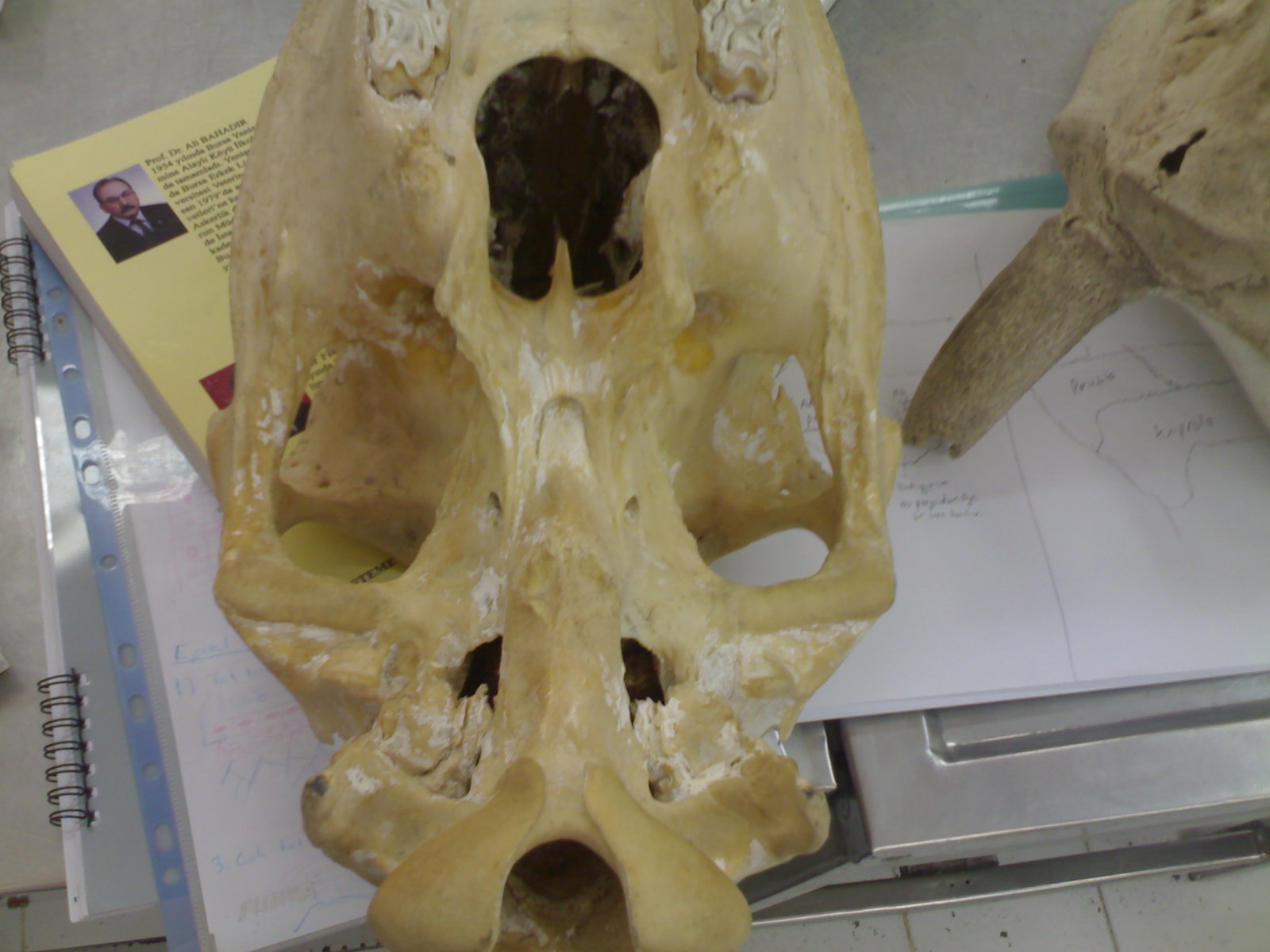 VETERİNER HAYVAN SAĞLIĞI HAKKINDA FAYDALI BİLGİLER: ANATOMİ KEMİK RESİMLERİ