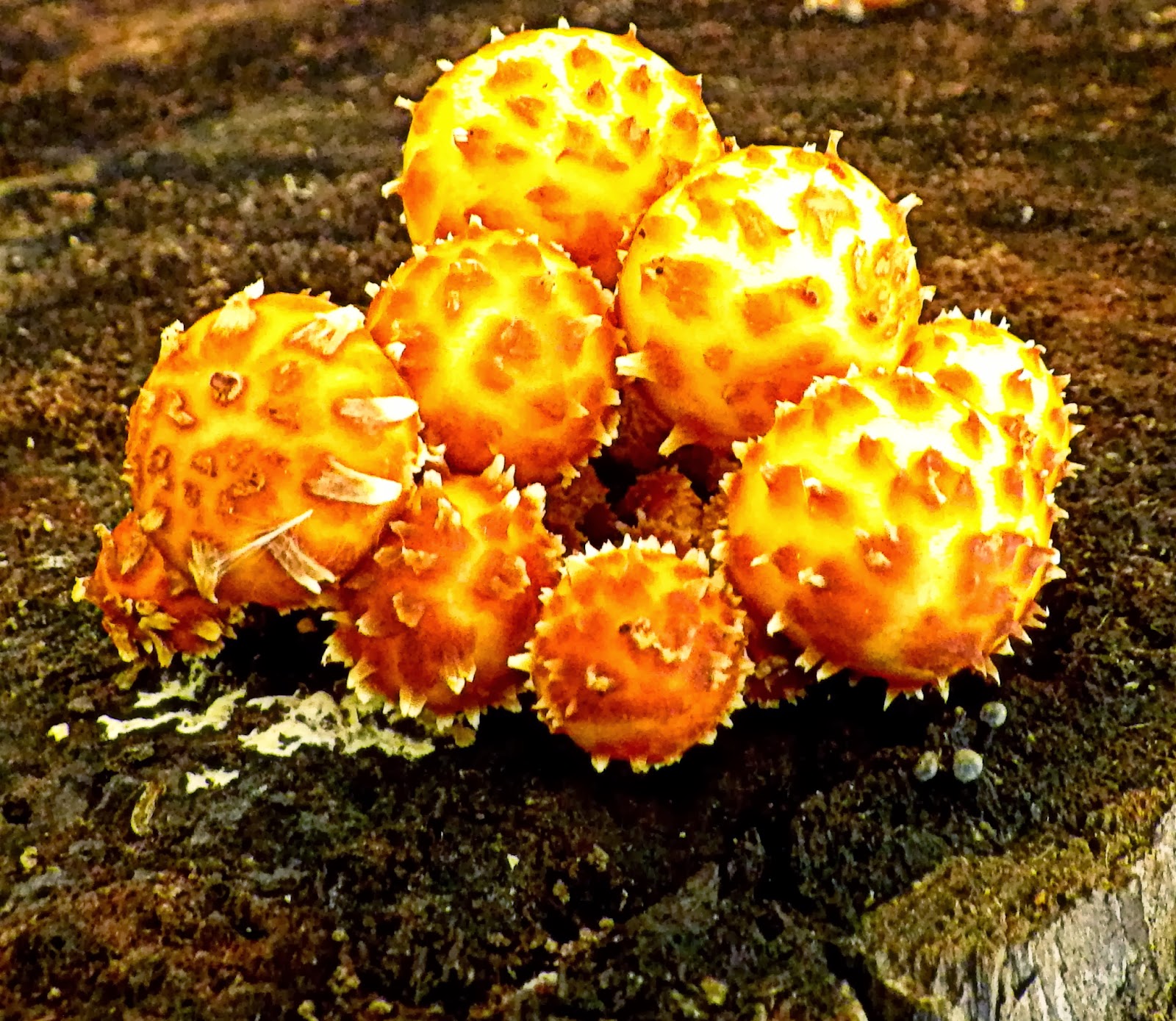 The Reverend Fowl ™: Biota