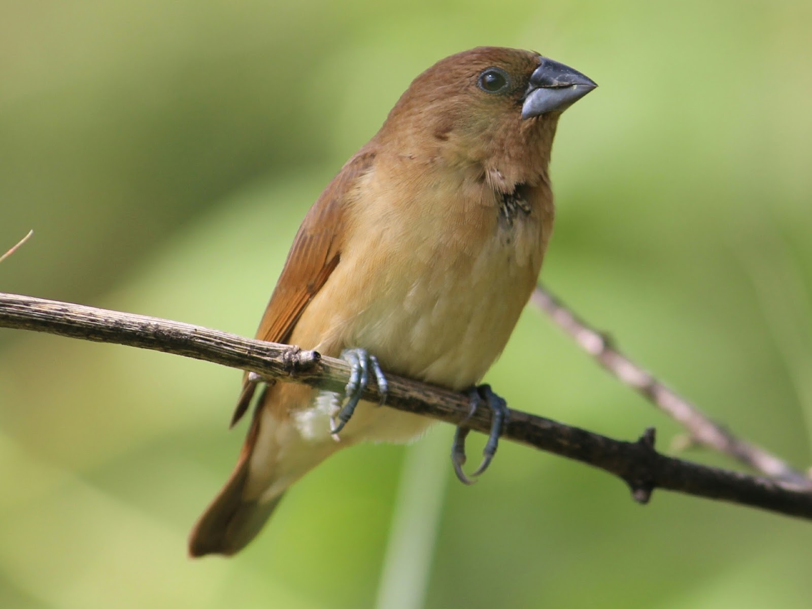 12. Scaly-breasted Munia (ಚುಕ್ಕೆ ರಾಟವಾಳ - Chukke Raatavaala)