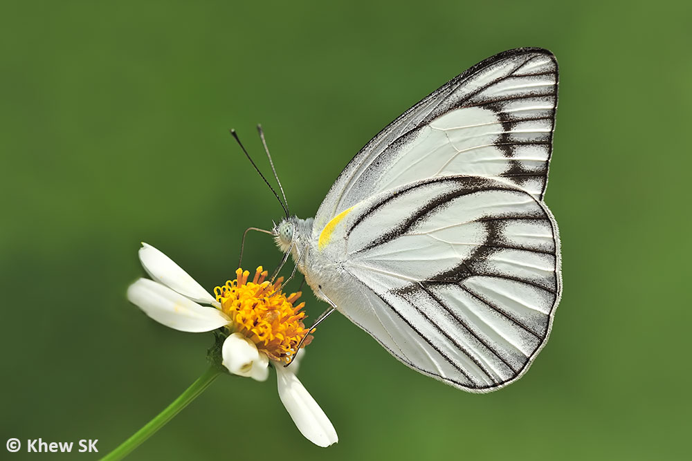 Butterflies of Singapore: Albatrosses of Singapore