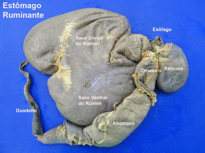 AnatoVet: SISTEMA DIGESTÓRIO - FARINGE, ESÔFAGO E ESTÔMAGO