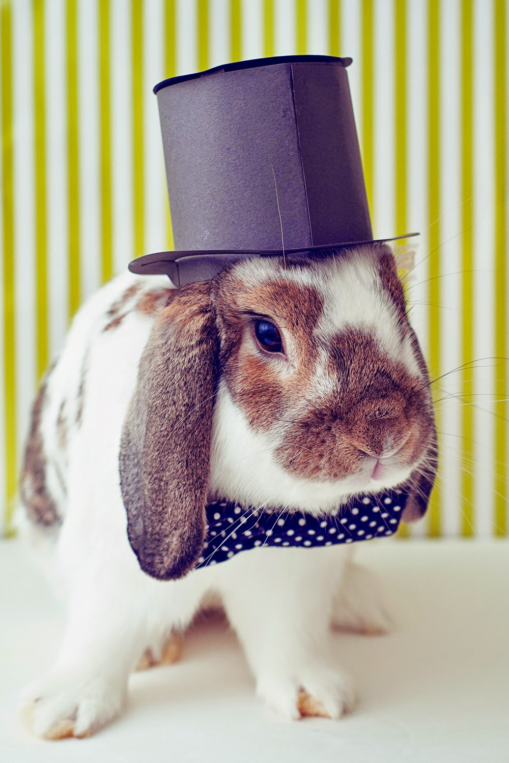 A Lovely Little World: It starts: Rabbits in Clothes