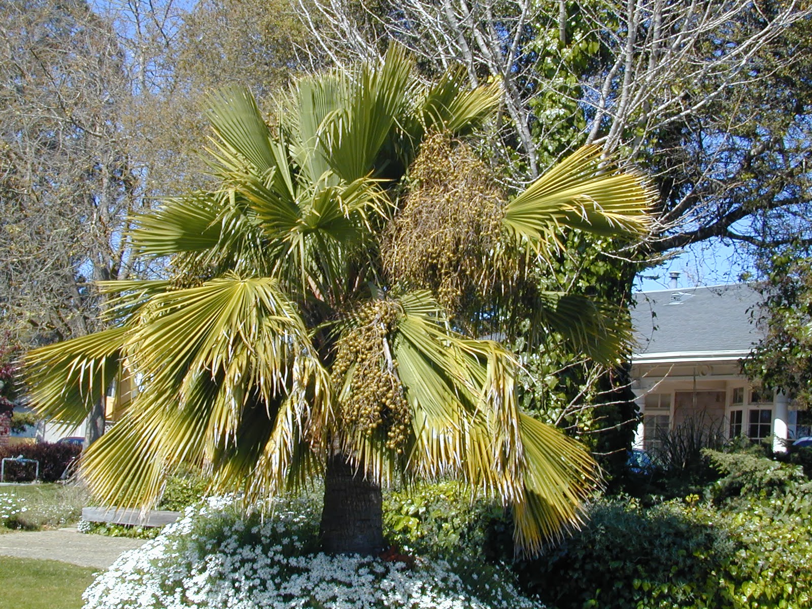 Trees of Santa Cruz County: Brahea edulis - Guadalupe Fan Palm