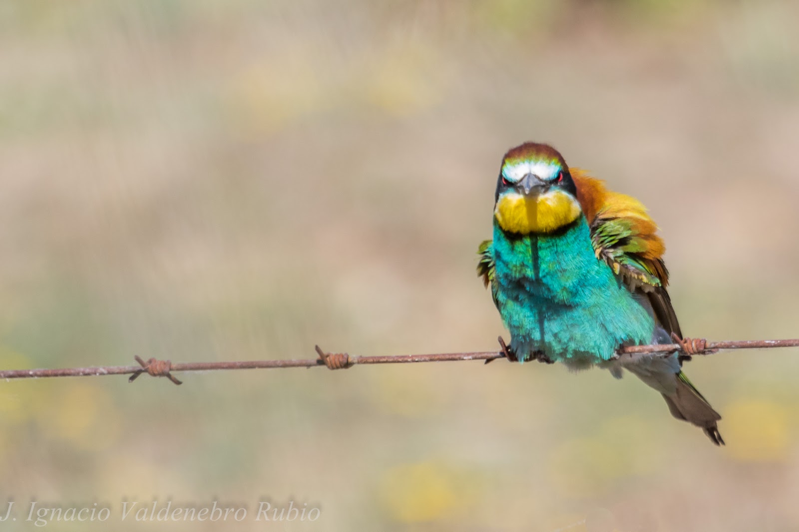 DocNatureBlog: El pájaro más colorido de nuestro entorno. Abejaruco ...