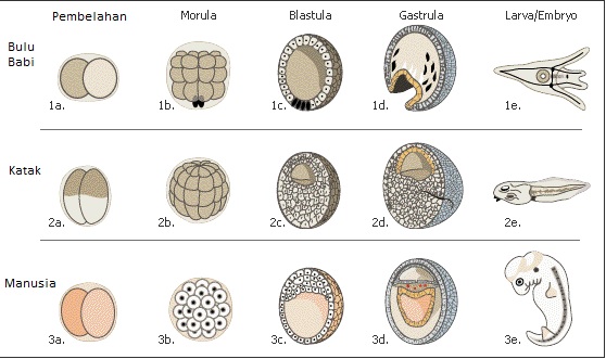 Elisya Maranti Notes: Perbandingan Anatomi