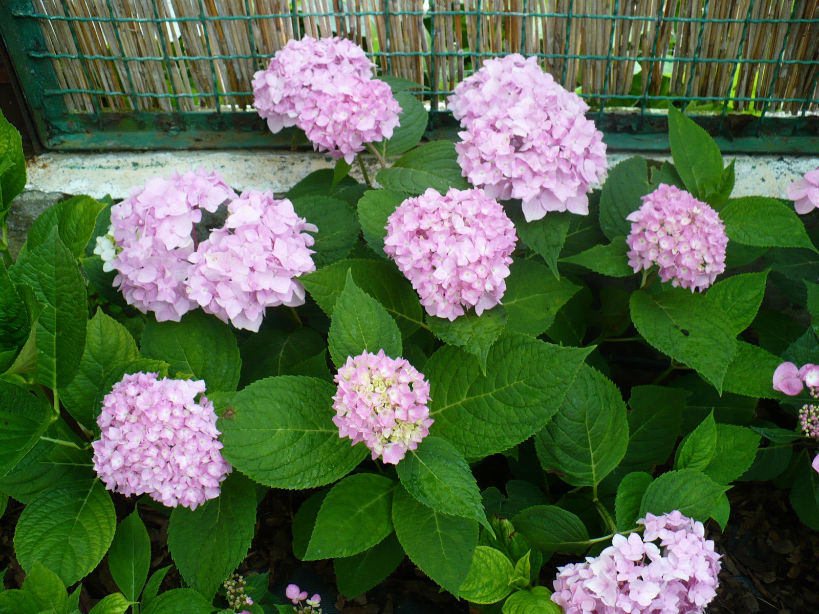 Hydrangea, Hortensja: Hydrangea macrophylla (Hortensja ogrodowa ...