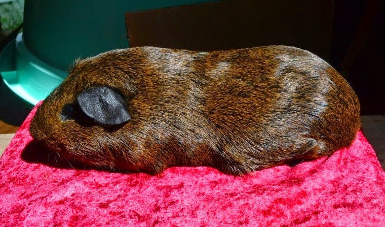 My Cavy Kingdom: Shorthair