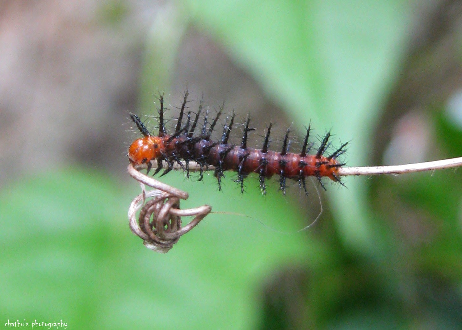 Nature Of Srilanka: Tawny Coster (Acraea violae) - වියෝලා