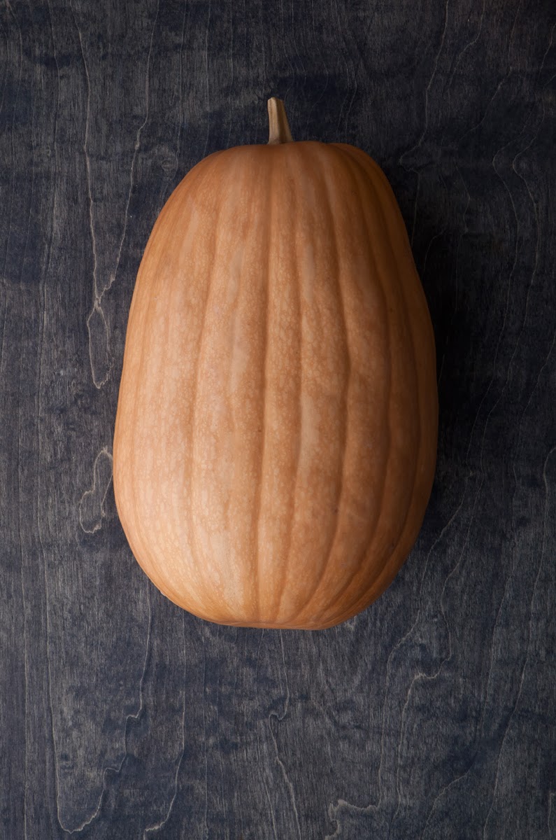 Jenny Adventures: Buckskin Pumpkin