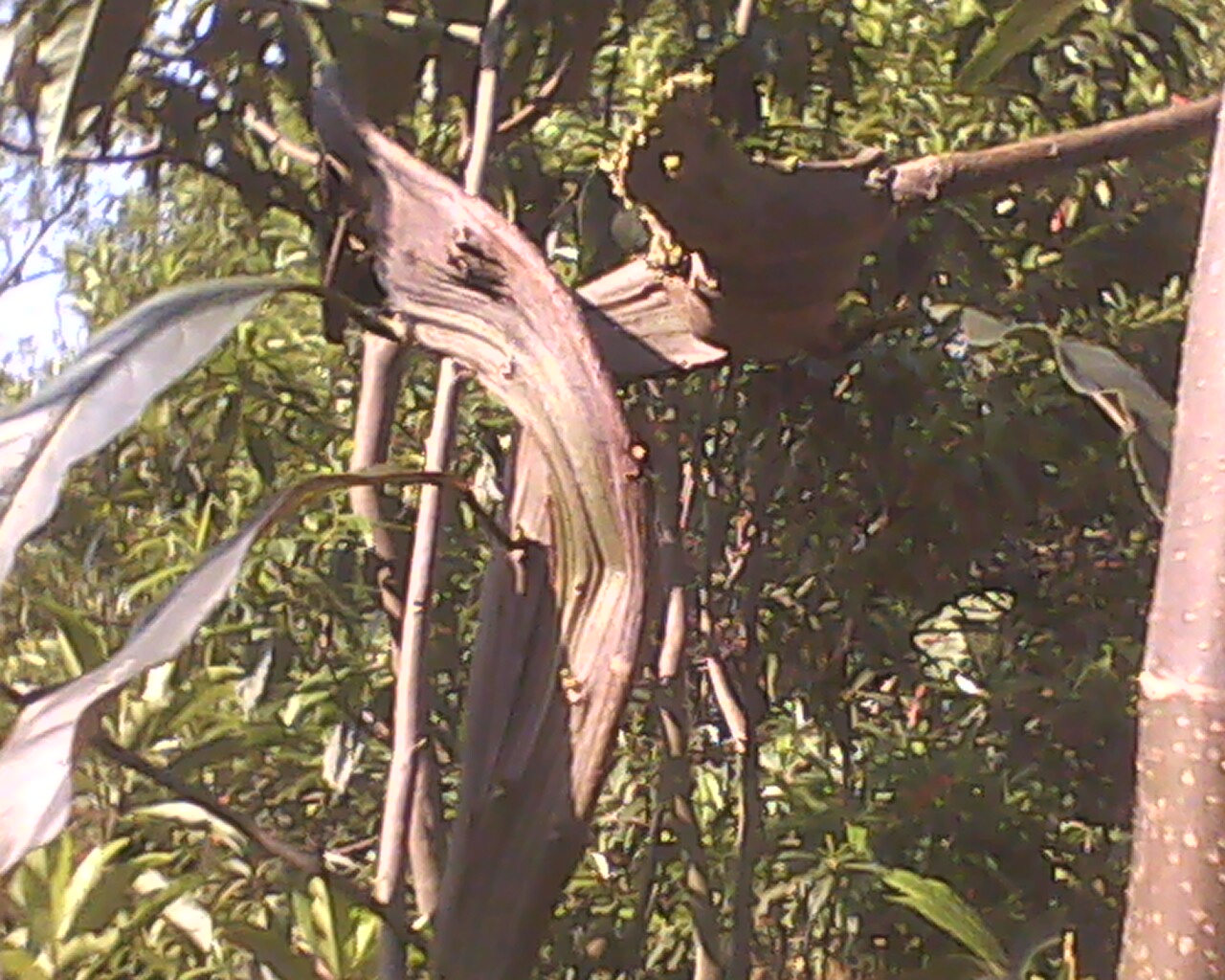 JENITRI - GANITRI - RUDRAKSA -KEBUMEN/ CILACAP