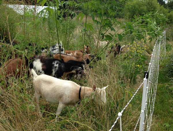 Antiquity Oaks: Moving day for goats ... again