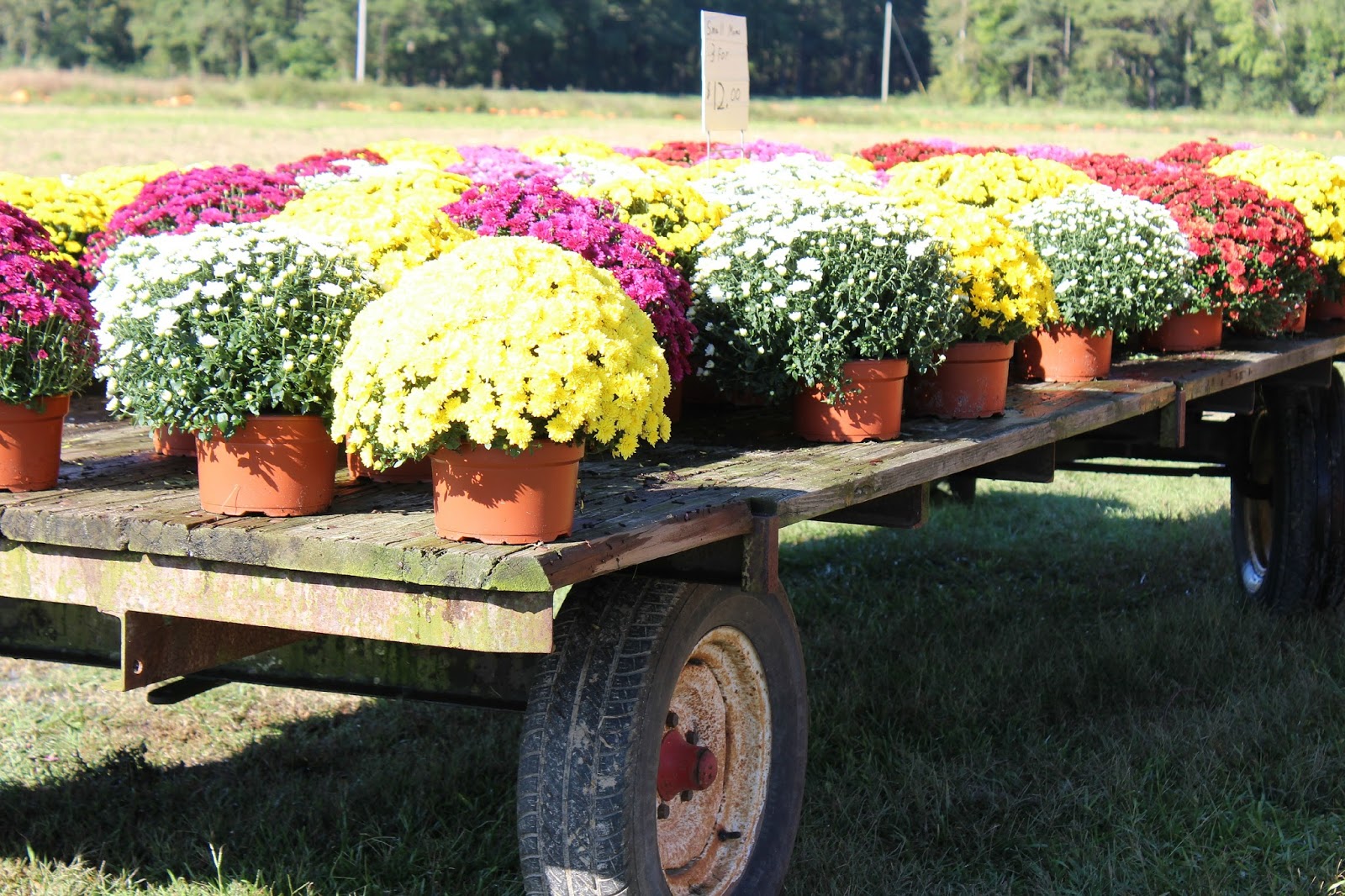Ramblings of a Southern Girl: Painted Pumpkin Pallet & A Pumpkin Patch ...