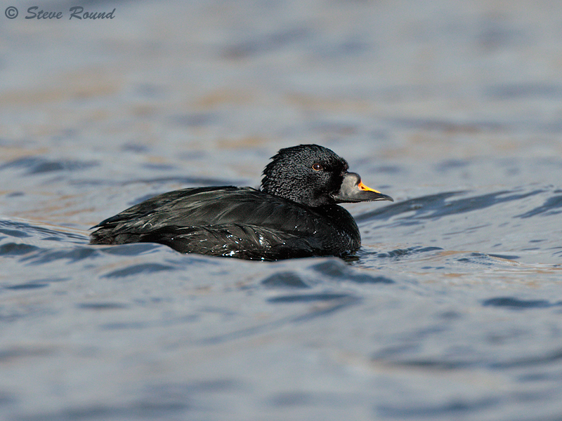 Steve Round Wildlife Photography: Common Scoter