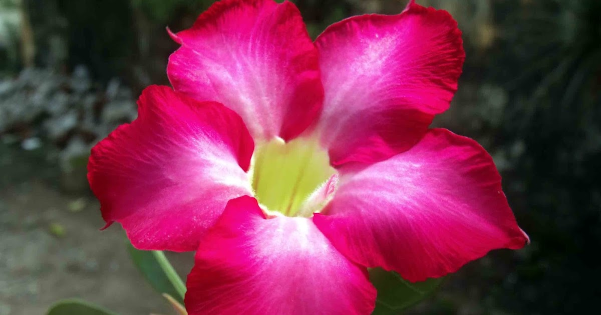 49+ Gambar Bunga Ganyong