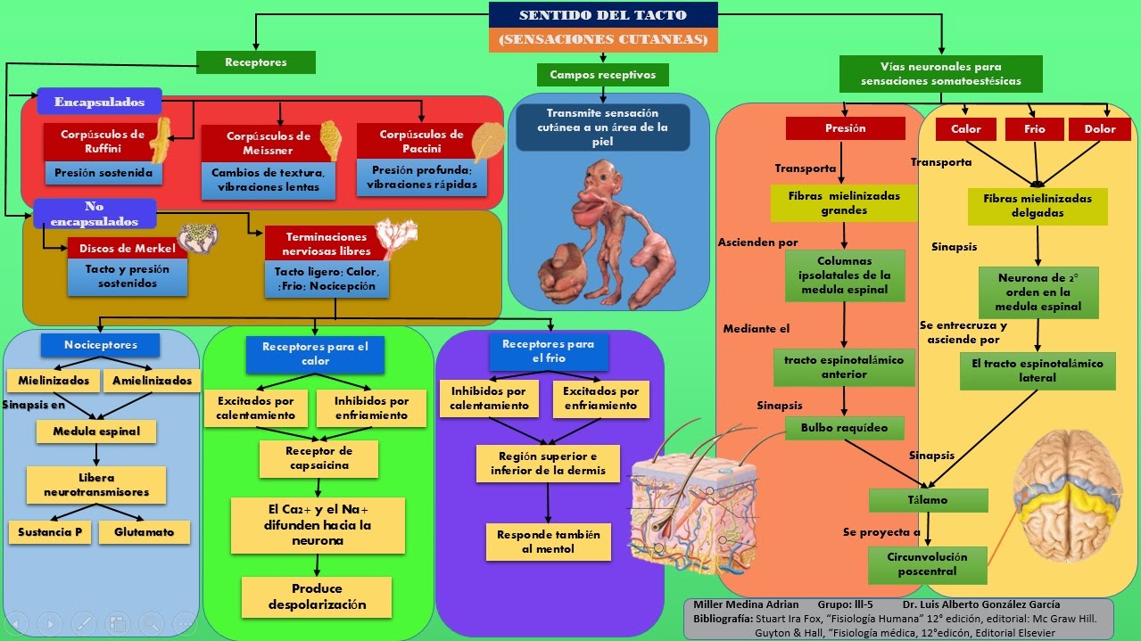 Fisiología básica: Sentido del tacto