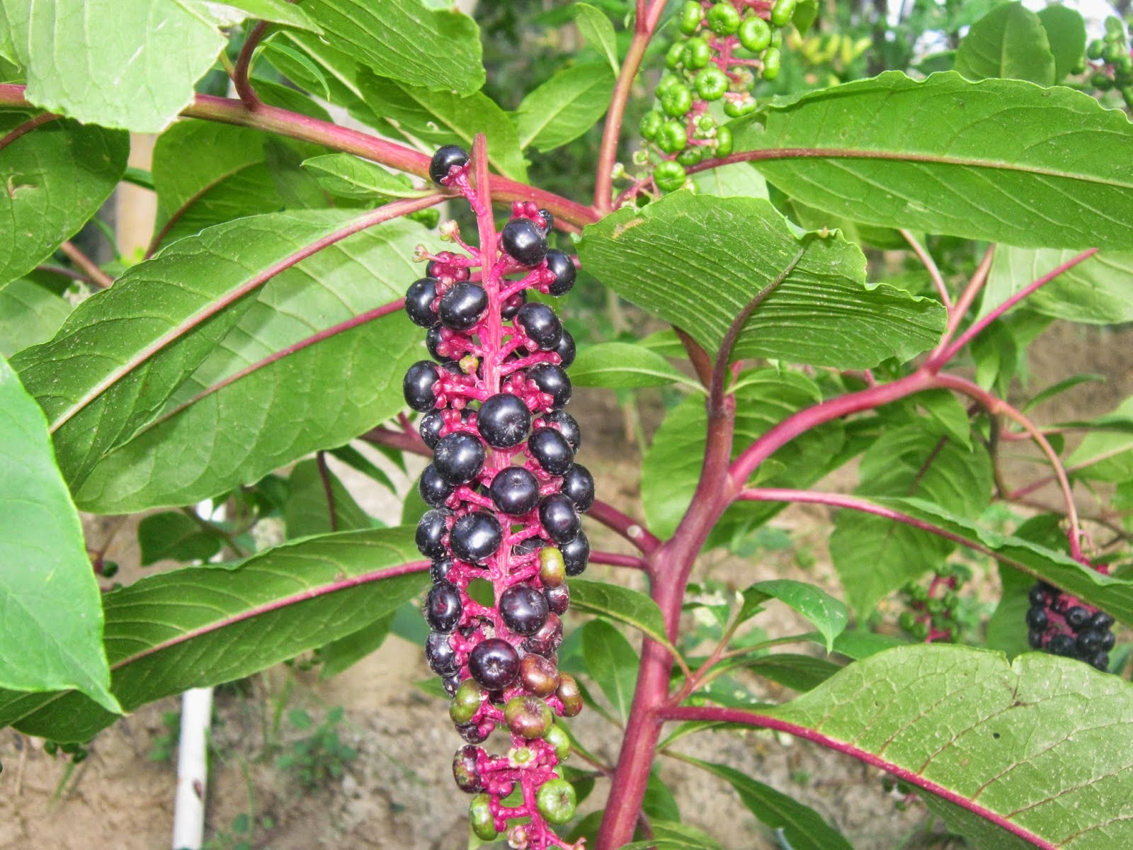 BIJI BENIH GINSENG MERAH KOREA ORIGINAL UNTUK BUDIDAYA GINSENG KOREA ...