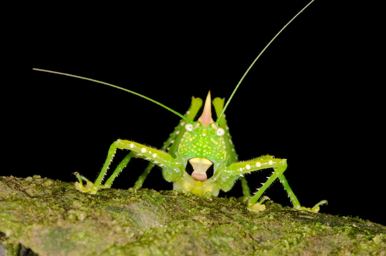 Connecticut Audubon Society: Young Researchers Explore Costa Rican ...