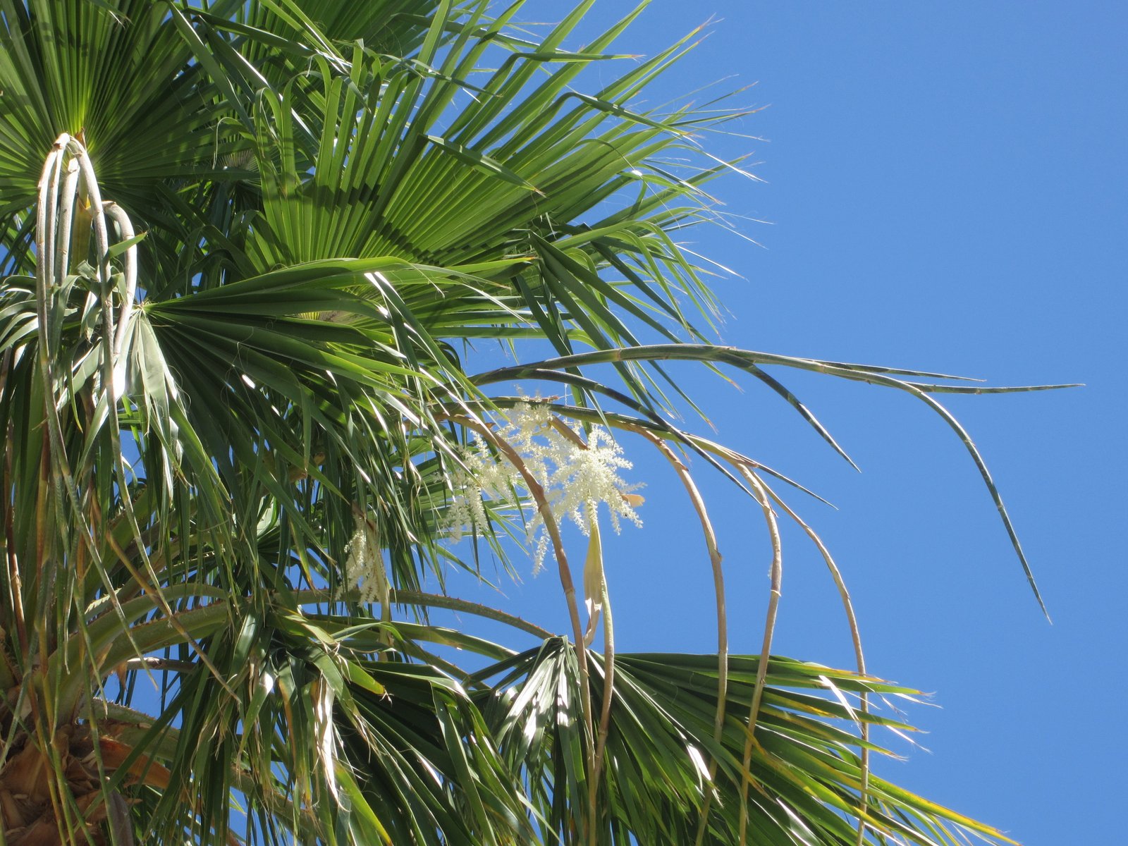 Palm Creek Update: Palm Trees