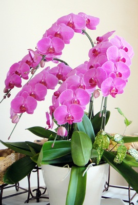 Cara Menanam Bunga Anggrek Dalam Pot | Serba-Serbi