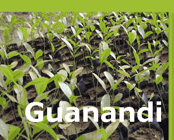 RW PAISAGISMO: ÁRVORE: GUANANDI