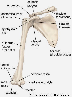 Phisiotherapy: Anatomi (ekstremitas superior)