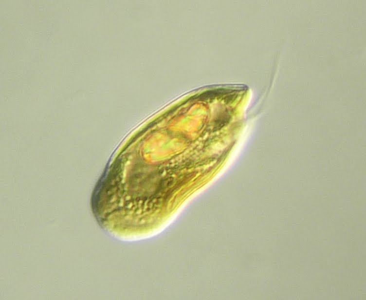 Skeptic Wonder: Cryptomonads: solar-powered armoured battleships