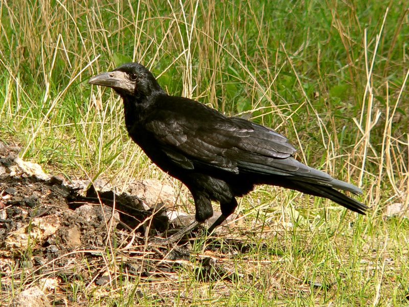 MARIGUARI: GRAJA (Corvus frugilegus)