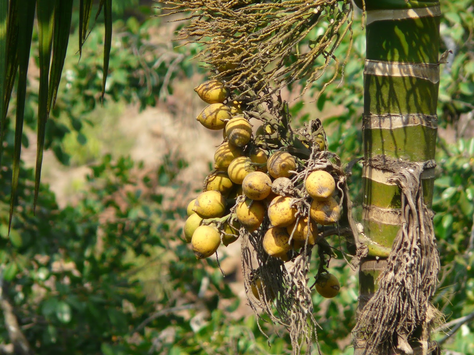 Where Do Opeh Leaf Wrappings Come From? It is not a Leaf |Tony Johor ...