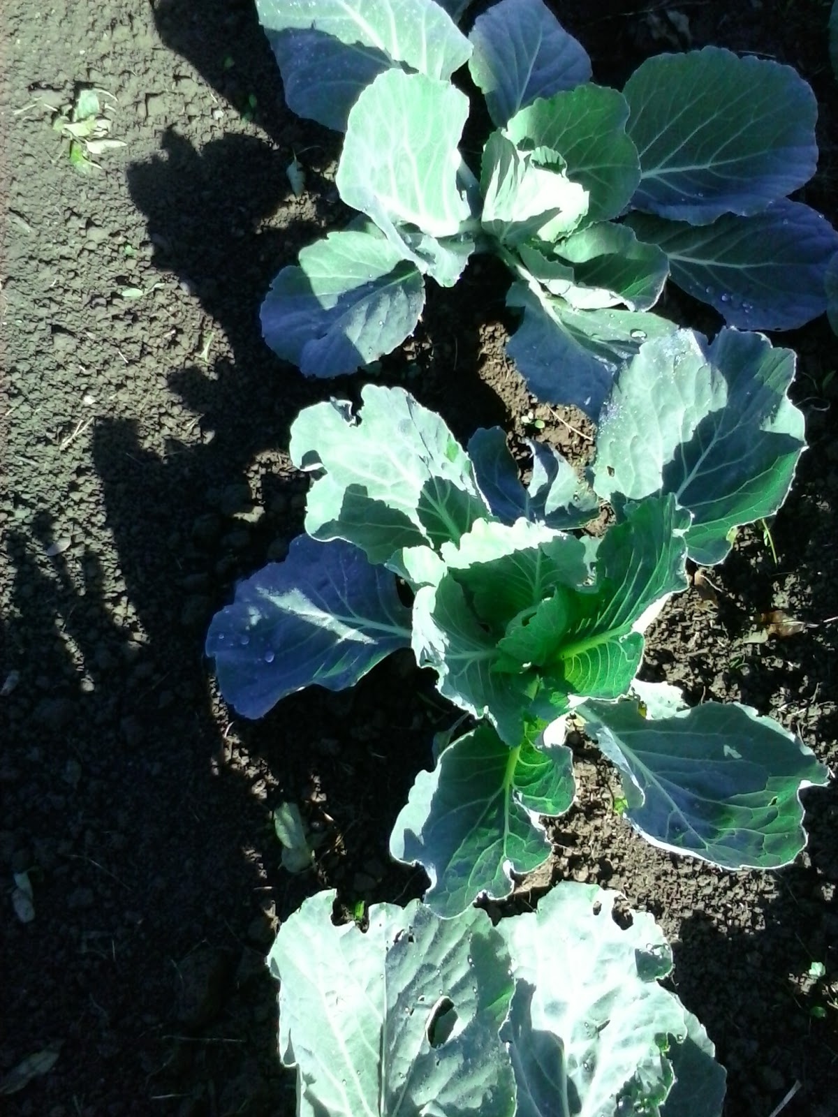 El huerto todo el año: REPOLLO