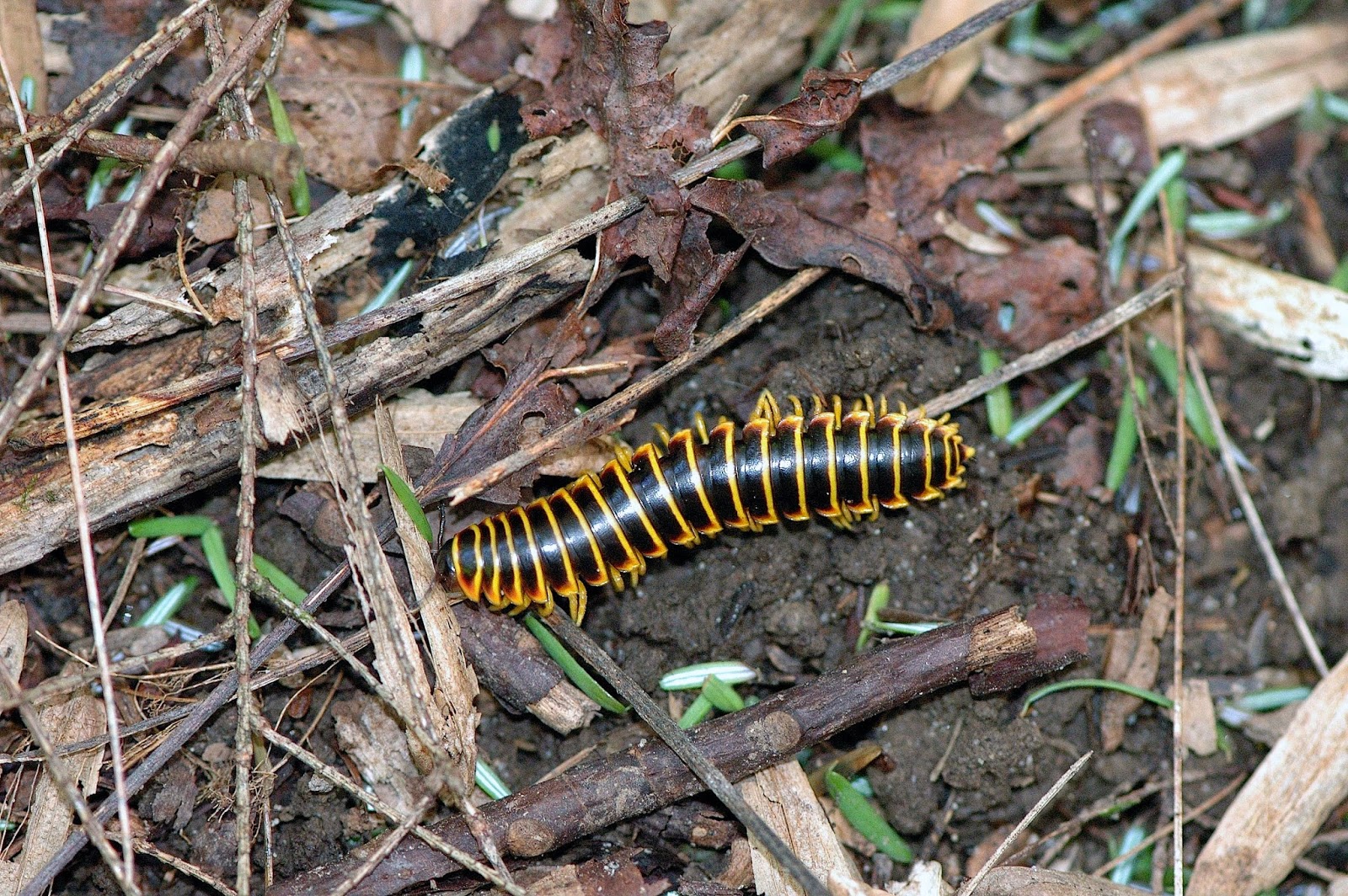 Field Biology in Southeastern Ohio: Mothapalooza II