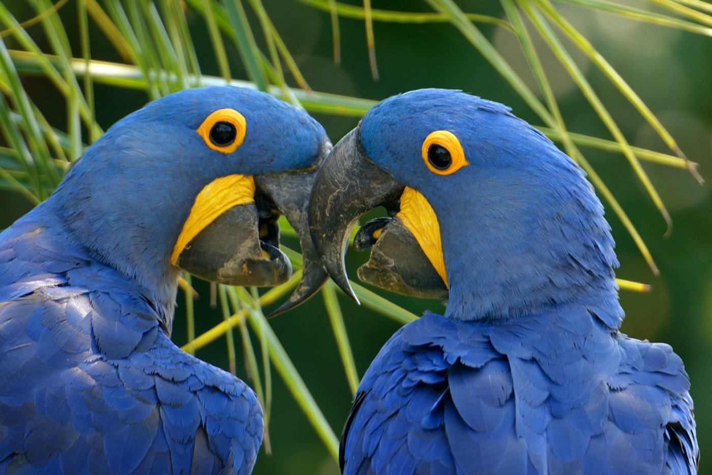 Animals of the world: Guacamayo jacinto