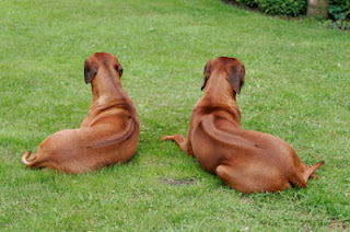 Such Good Dogs: Breed of the Month--Rhodesian Ridgeback