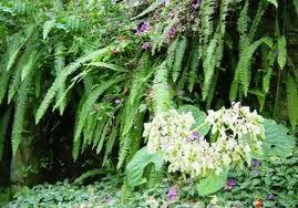Biodiversidad de México : FLORA Y FAUNA ENDÉMICA DE MÉXICO.
