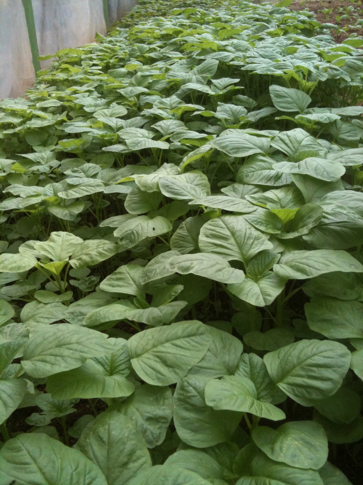 Generation Green: Spinach (Bayam)