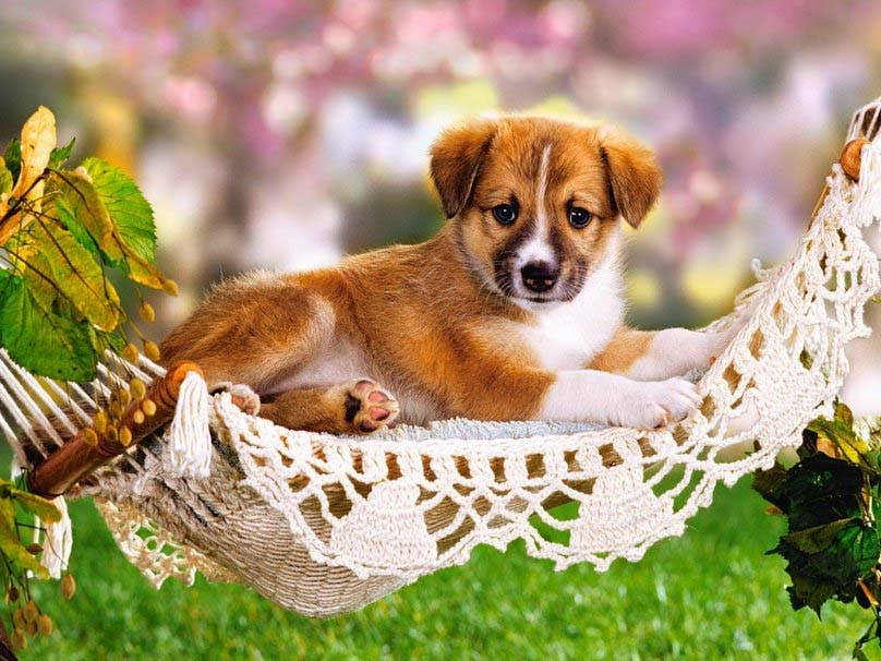 Cute Puppies and Dogs Images - Duul Wallpaper