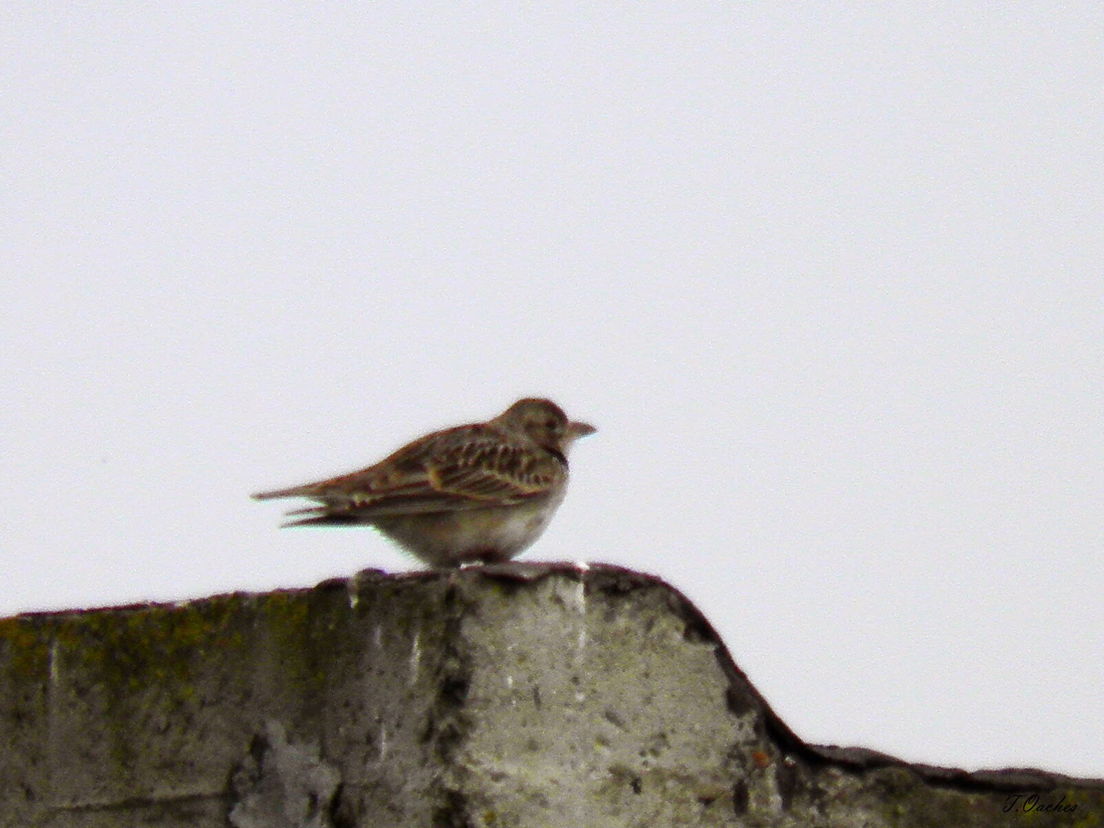 PASARI DIN ROMANIA: CIOCARLIE DE BARAGAN, Melanocorypha calandra
