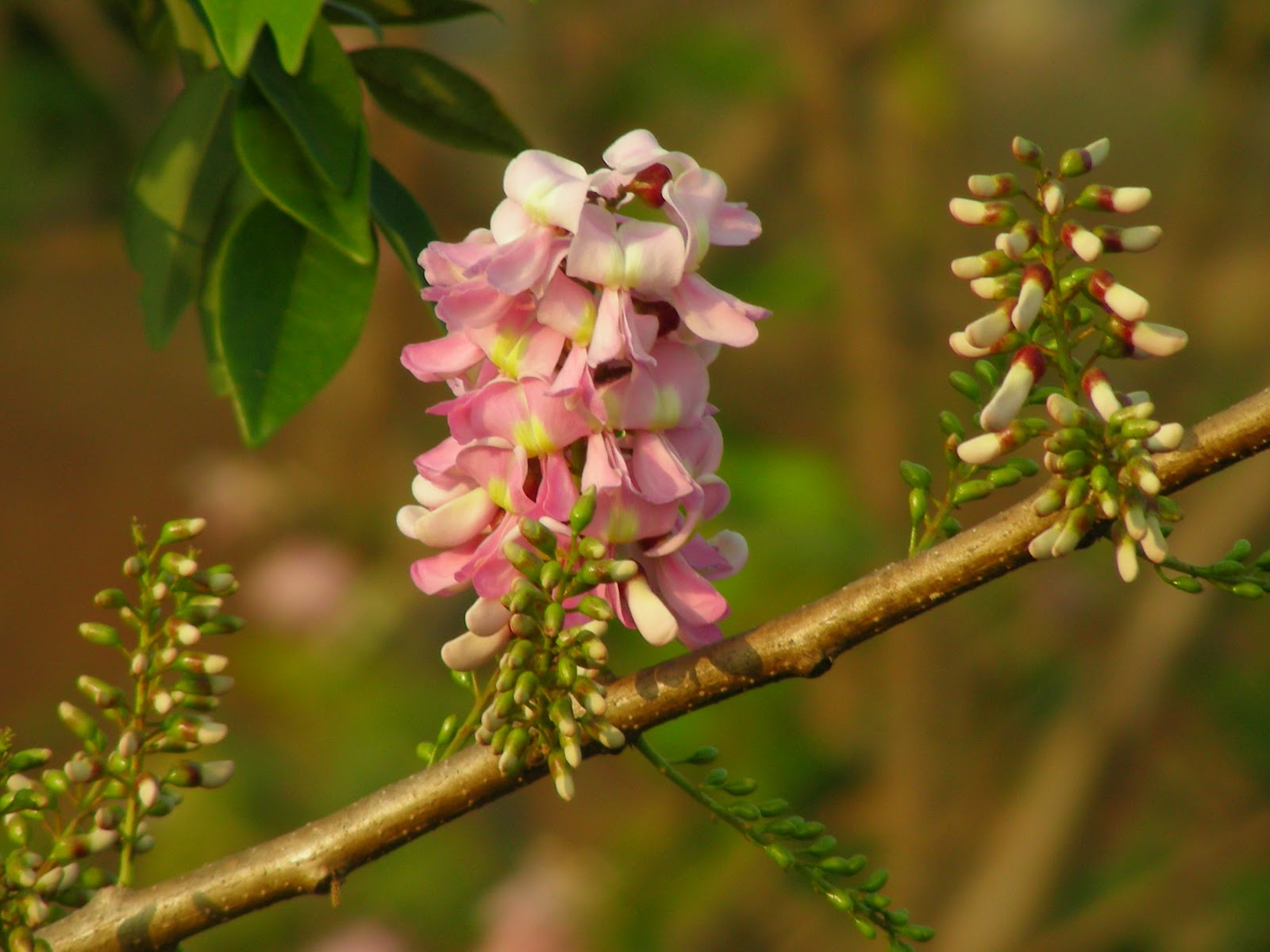 flowers and flowers: FLOWER IN TREES