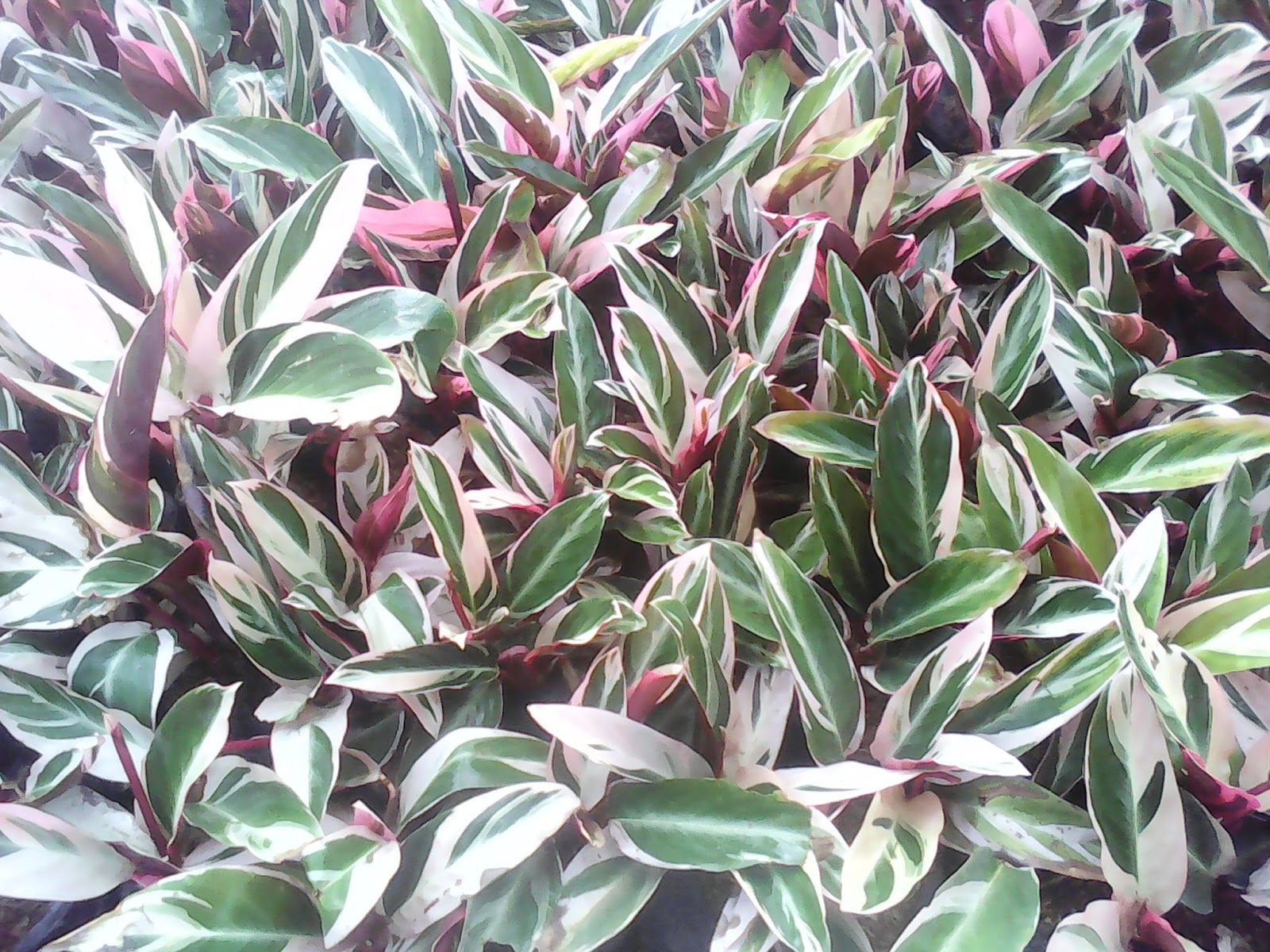 Pohon Merati Bali, Tanaman Hias Meranti, Harga Pohon Meranti Bali, Jual ...